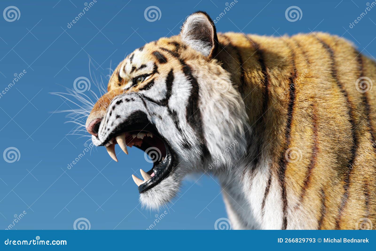 Tiger Cub Roar On White Isolated Background Stock Photography ...