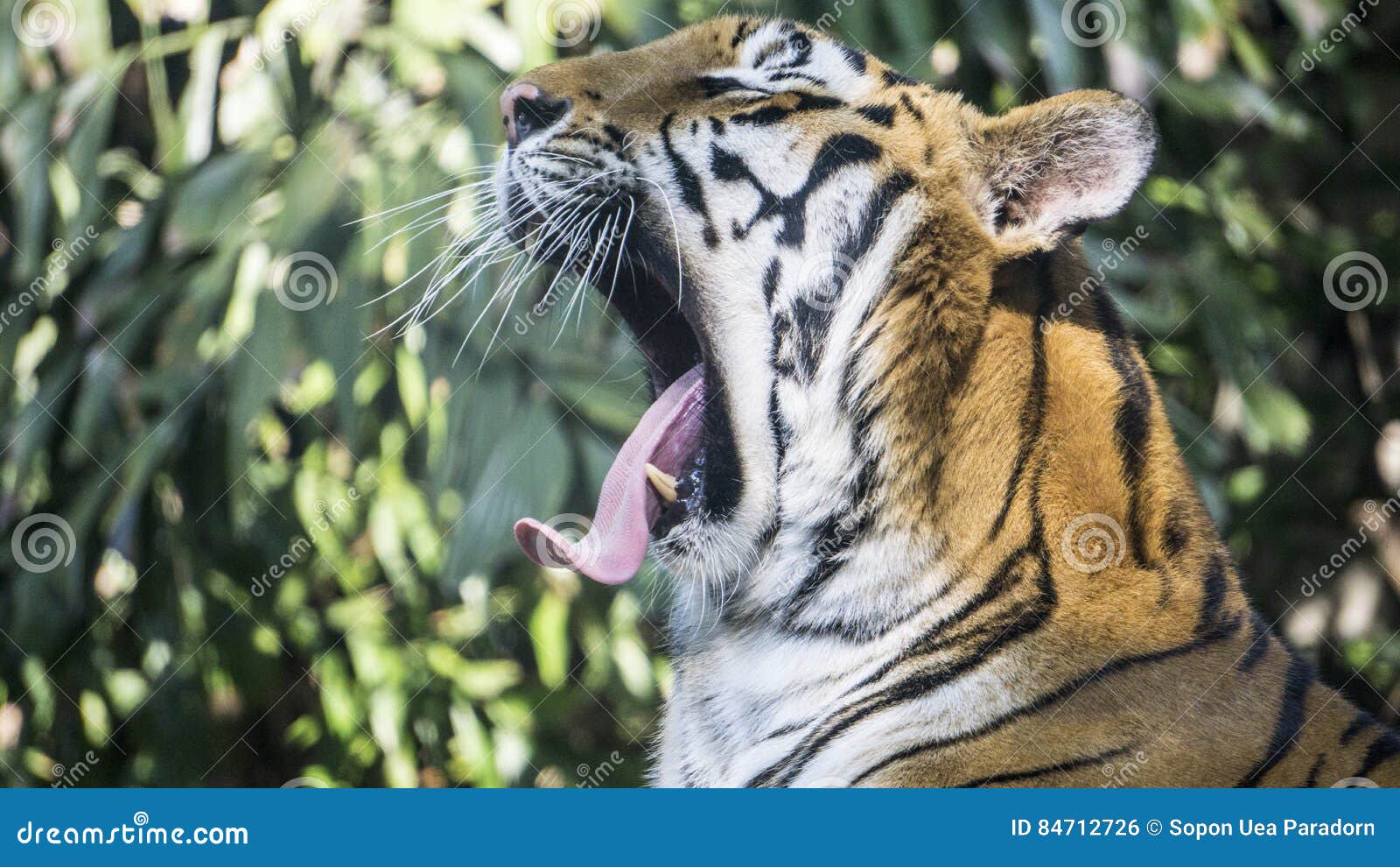 Tiger roar stock photo. Image of angry, yawn, roar, white - 84712726
