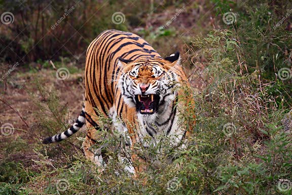 Tiger roaring stock image. Image of tigers, fierce, palm - 24914469