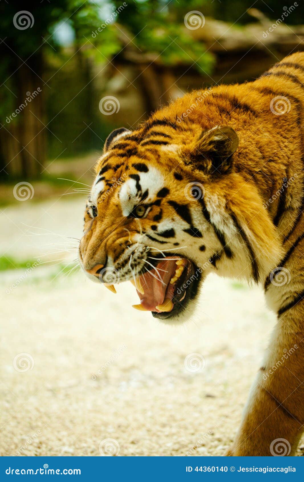 Tiger stock photo. Image of sleep, scratch, determination - 44360140