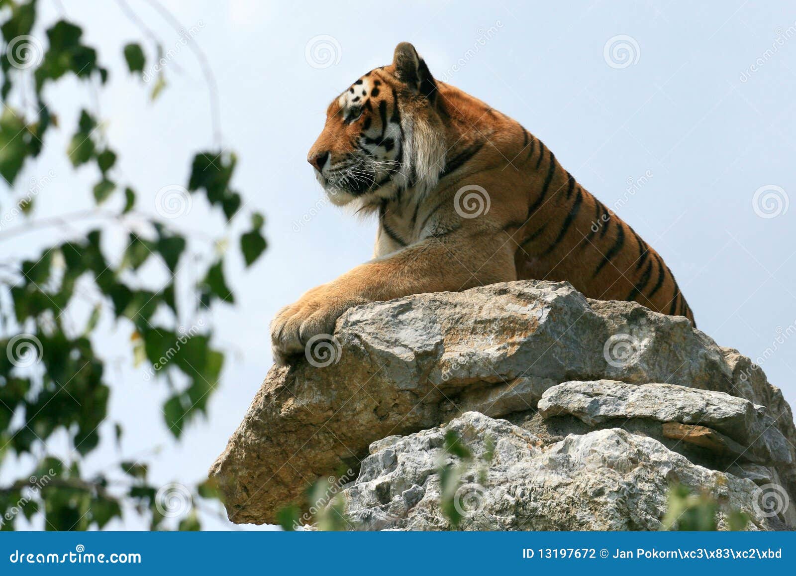 Tiger on the rock stock photo. Image of nose, tigers - 13197672