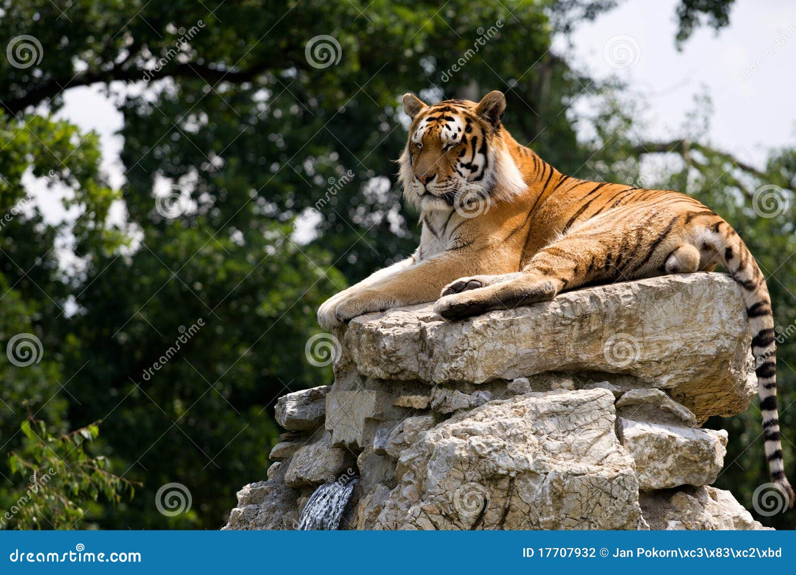 Tiger On The Rock Stock Photography - Image: 17707932