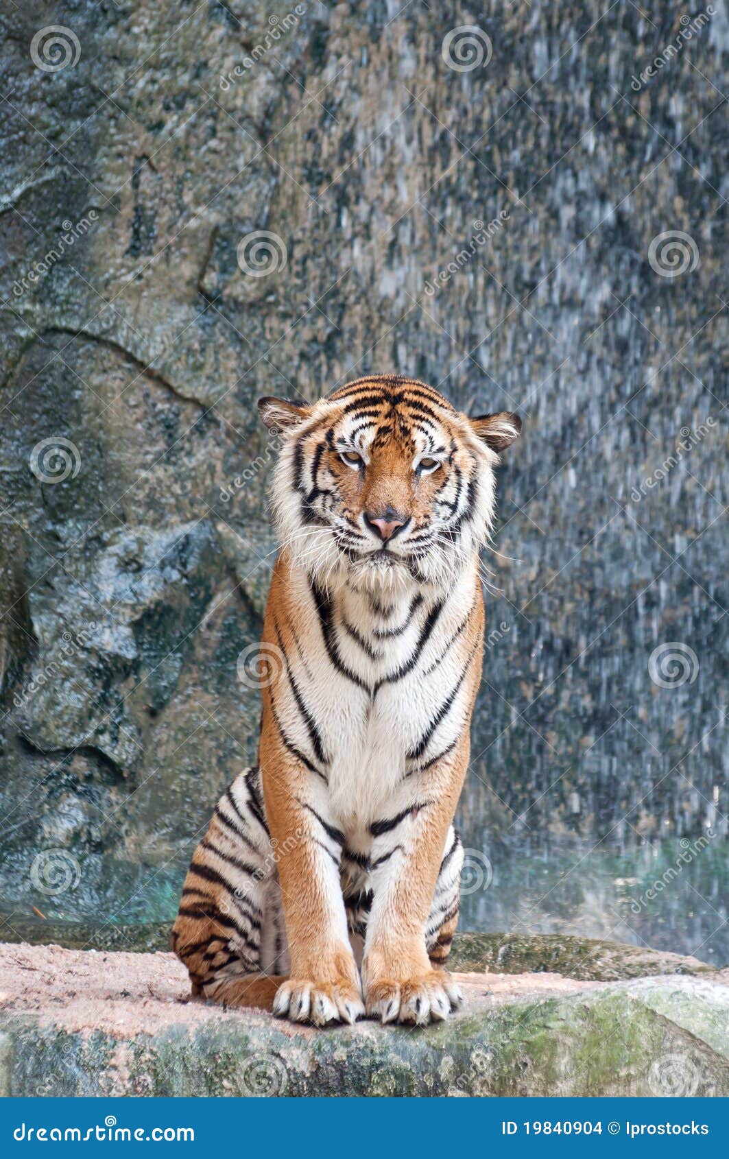 The tiger on the rock stock photo. Image of safari, waterfall - 19840904