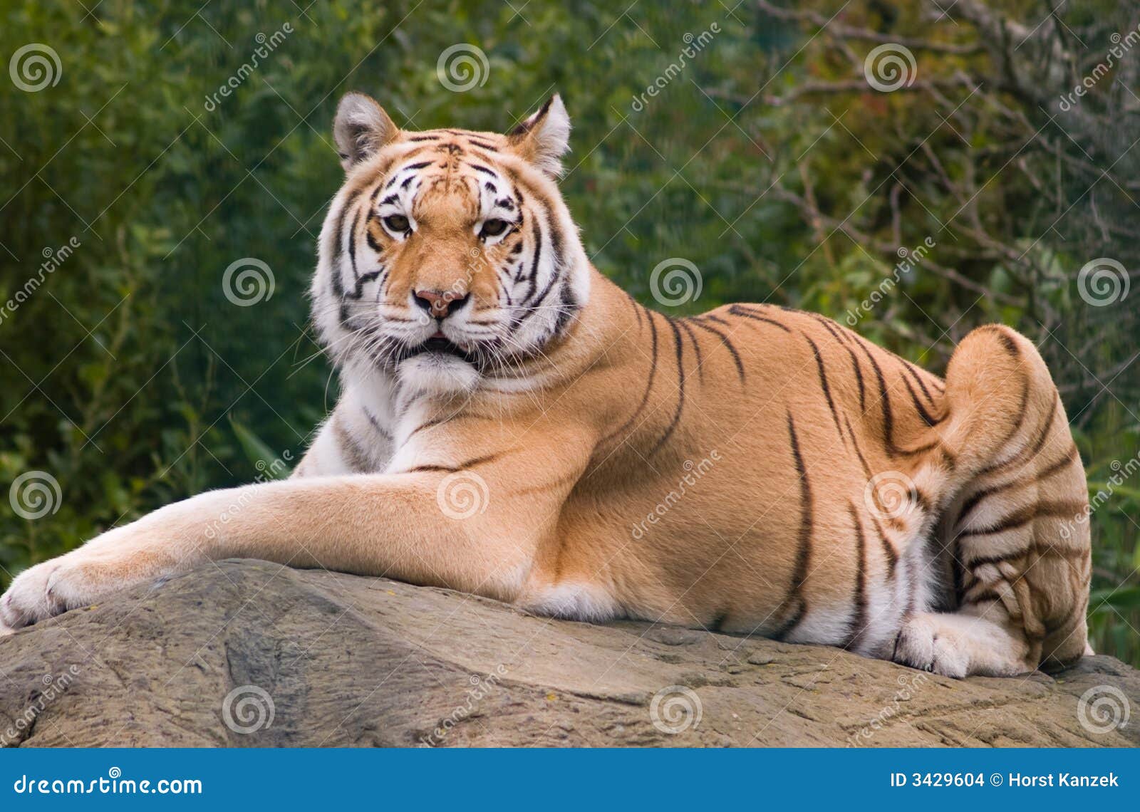 Tiger on rock stock photo. Image of powerful, wildlife - 3429604
