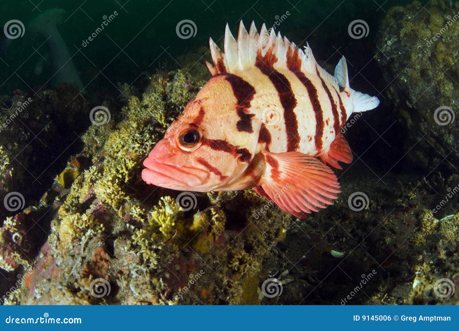 Tiger Rock Fish 1 stock photo. Image of endangered, water - 9145006