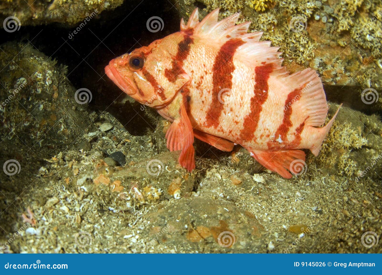 Tiger Rock Fish 2 stock photo. Image of species, fish - 9145026