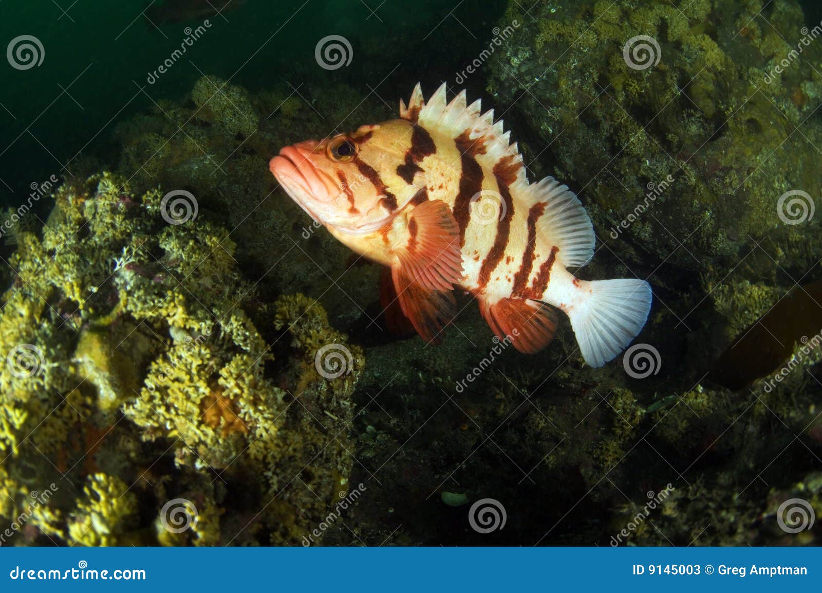 Tiger Rock Fish stock image. Image of underwater, ocean - 9145003