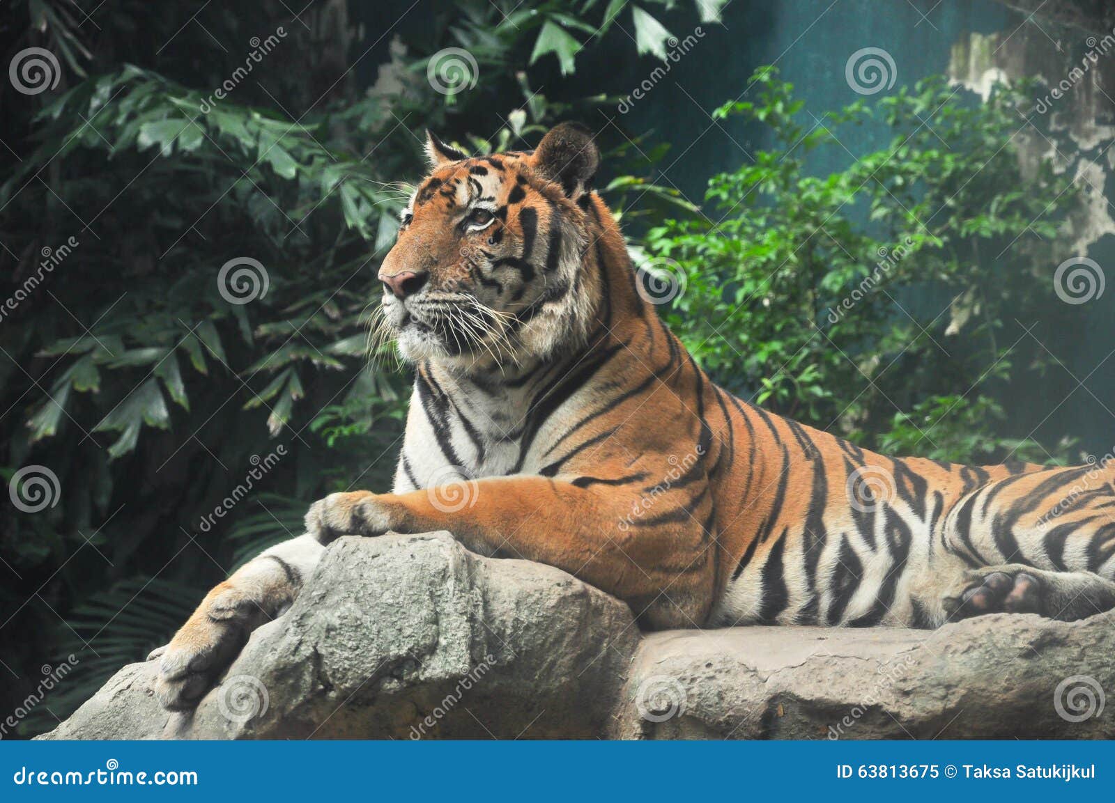 Tiger on the rock stock image. Image of rock, wildlife - 63813675