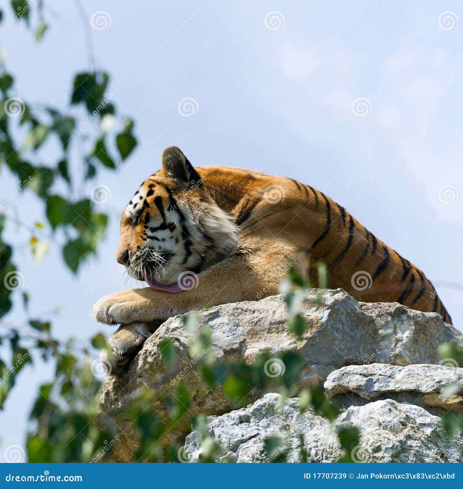 Tiger on the rock, lick stock image. Image of hair, beauty - 17707239