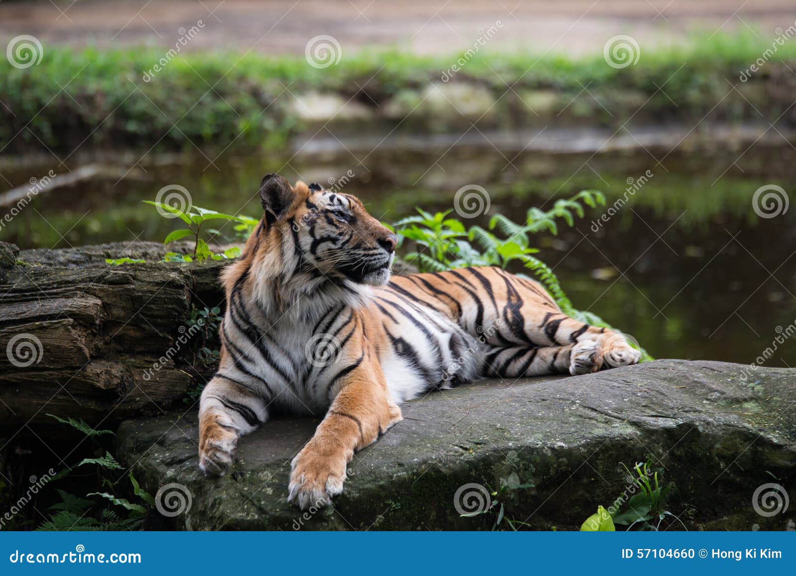 Tiger on Rock stock photo. Image of staring, taman, tiger - 57104660
