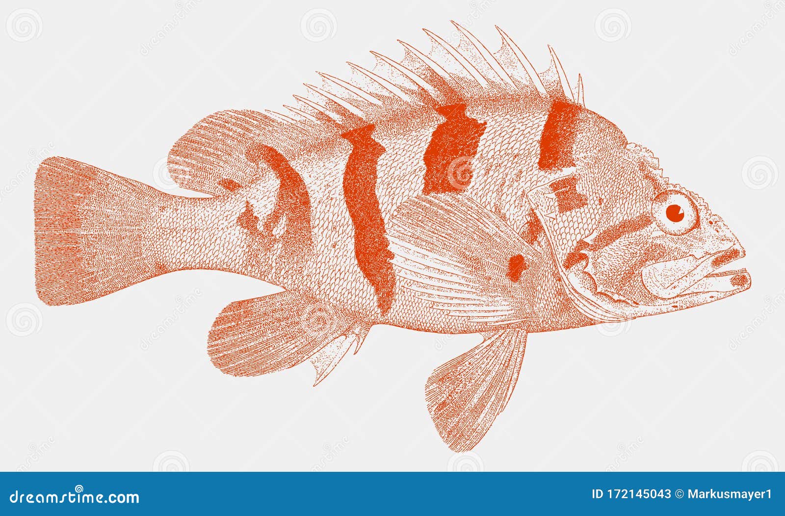 Sebastes (rockfish) Cartoon Vector | CartoonDealer.com #63416813
