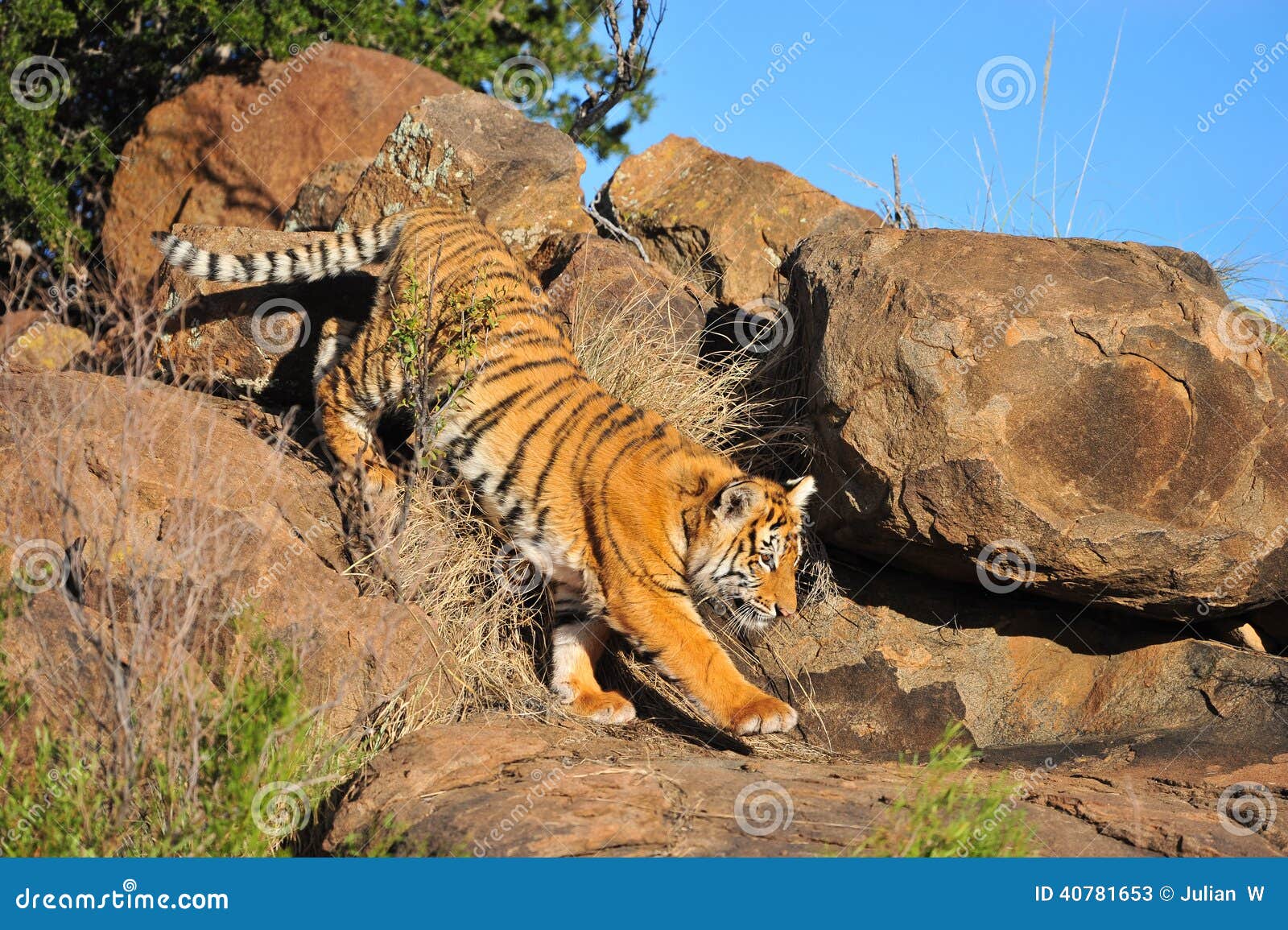 Tiger on the rocks stock image. Image of camouflage, beautiful - 40781653