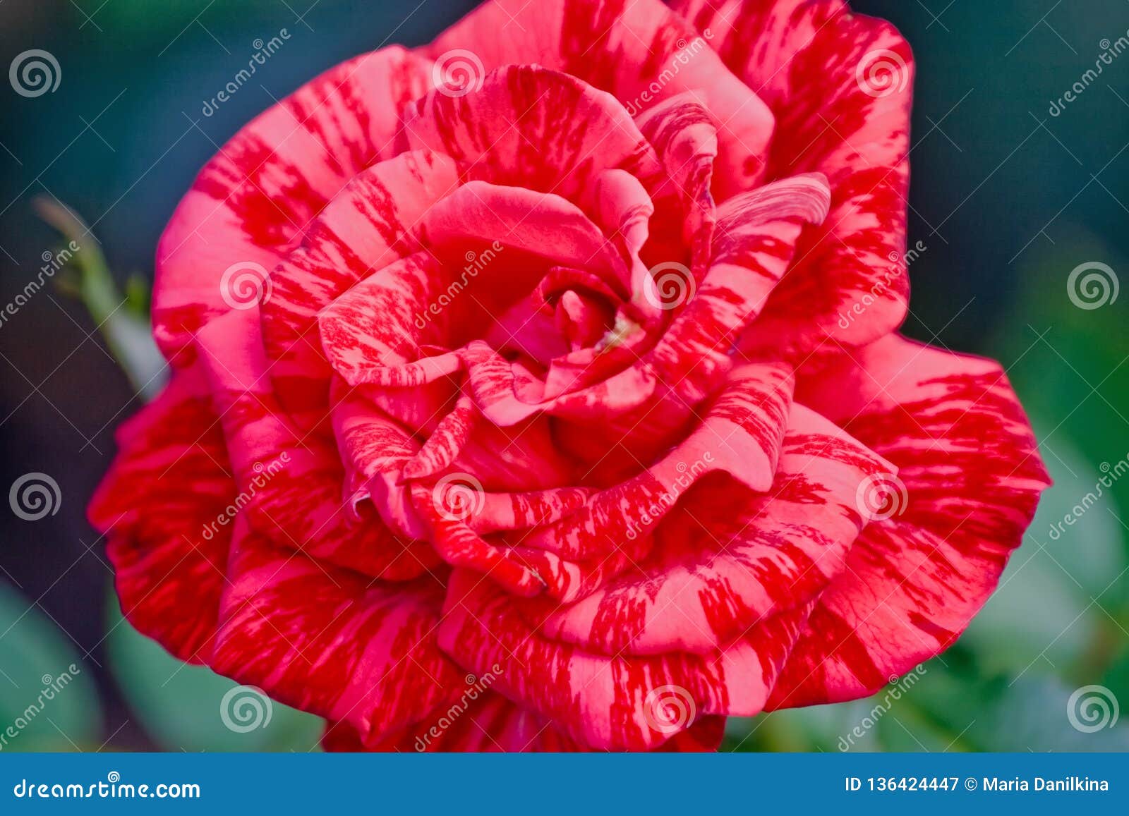 Tiger Rose Flower among Foliage Stock Image - Image of orange, flora ...