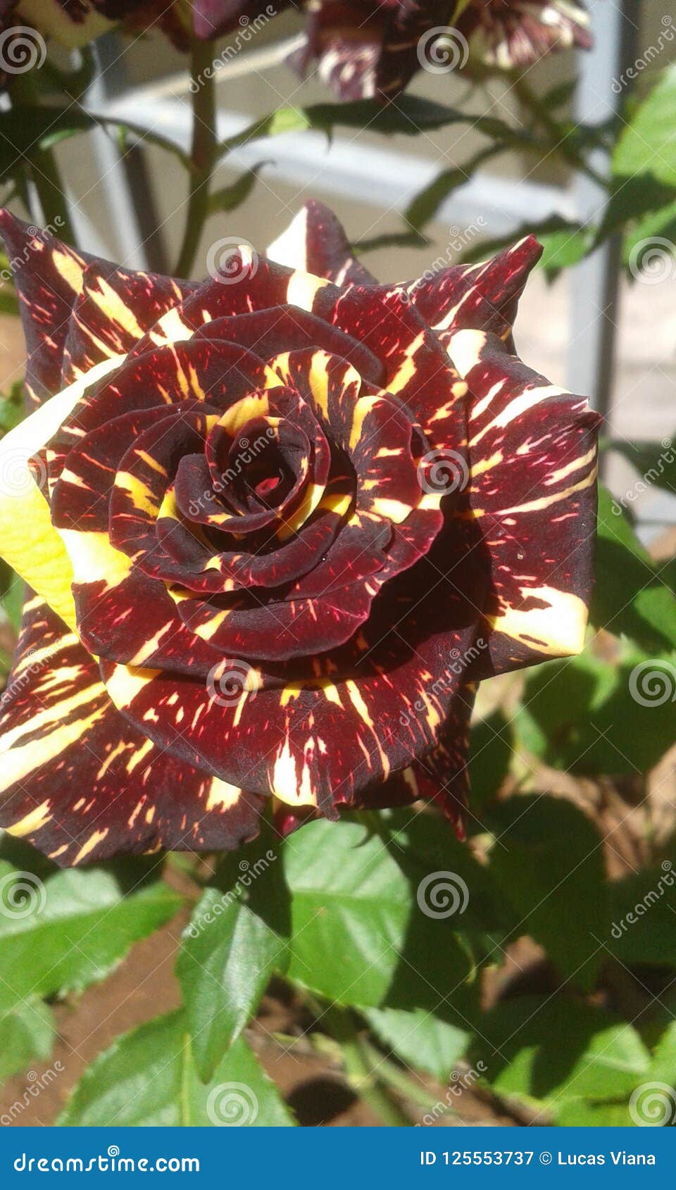 Tiger Roses, Yellow and Black Stock Image - Image of rose, delicate ...