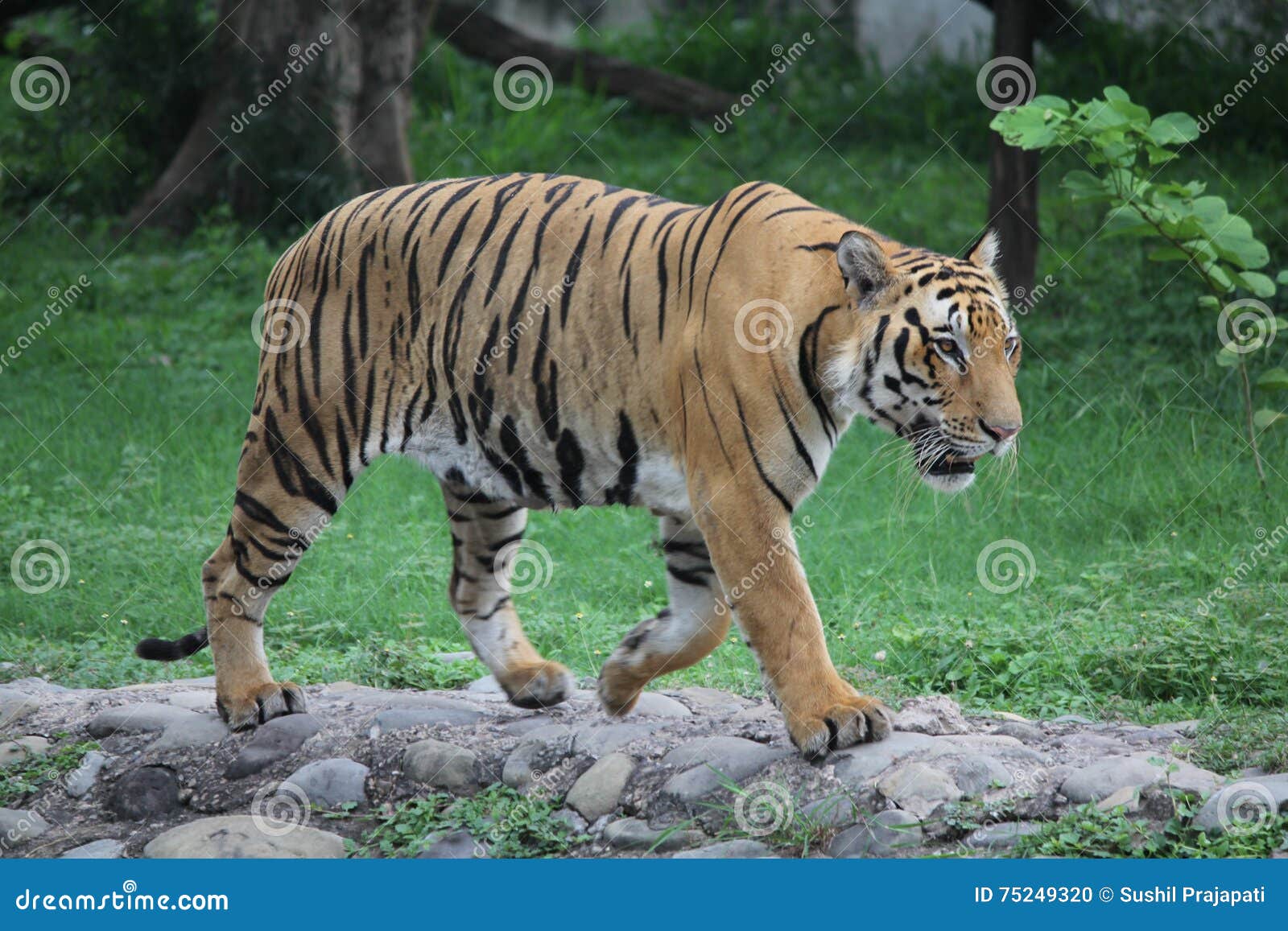 Tiger Royal Bengal fotografia stock. Immagine di natura - 75249320