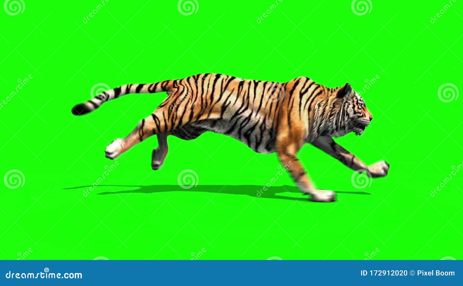 Tiger Run Animals Loop Green Screen 3D Rendering Animation Stock ...