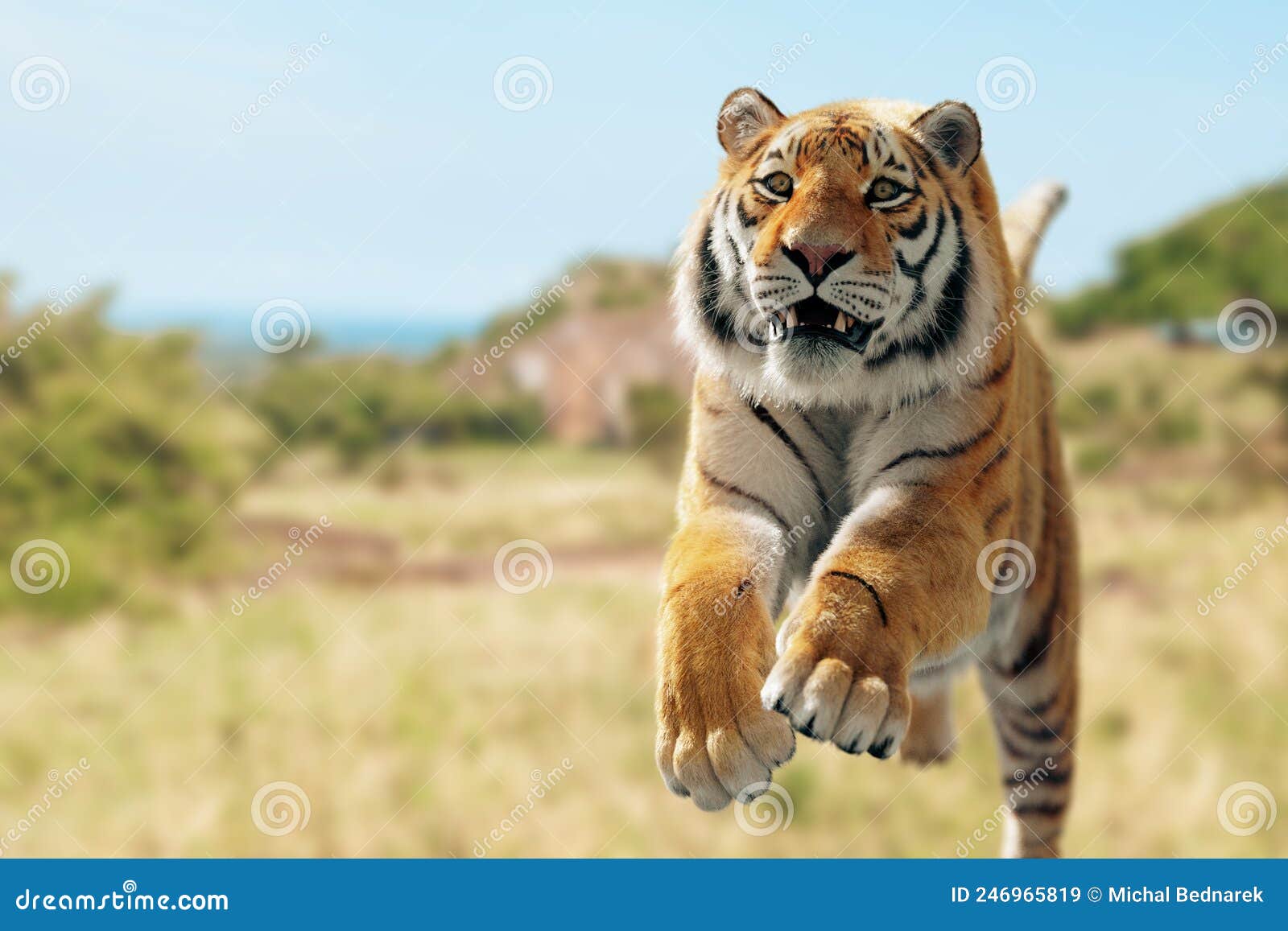Tiger run and attack stock image. Image of roar, hunter - 246965819