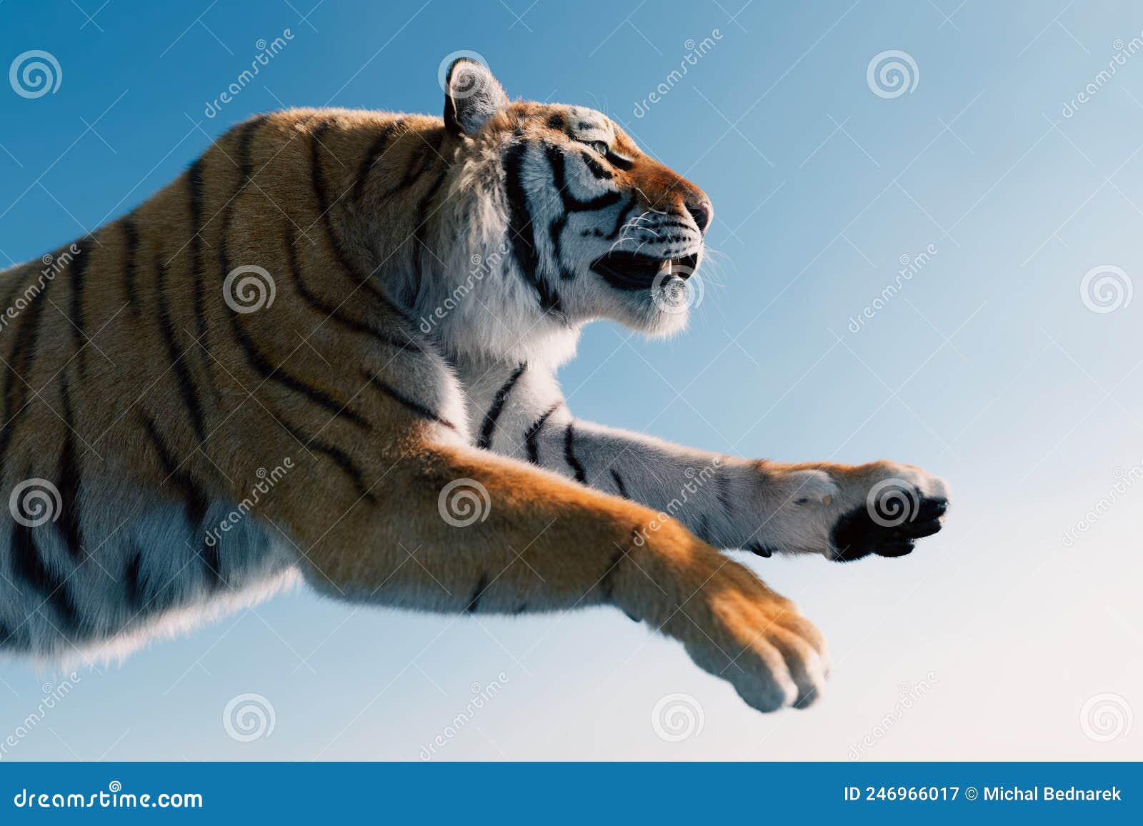Tiger run and attack stock image. Image of safari, animal - 246966017
