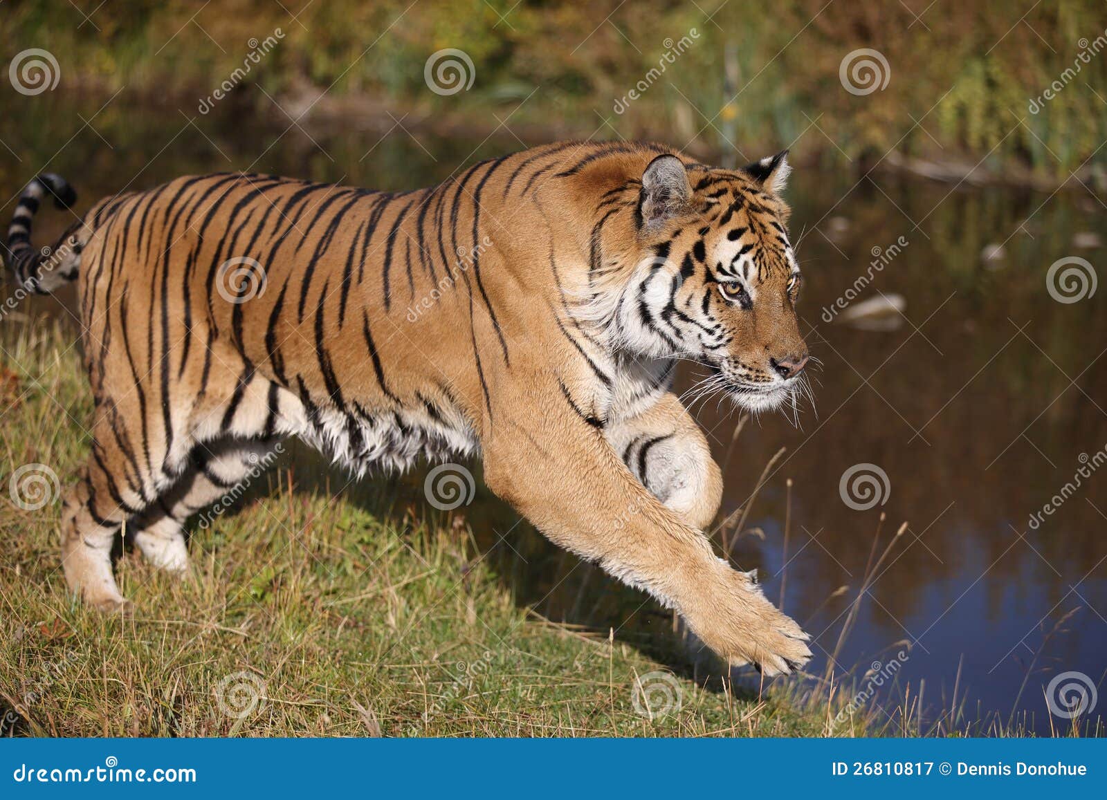 Tiger running stock image. Image of prey, mouth, teeth - 26810817