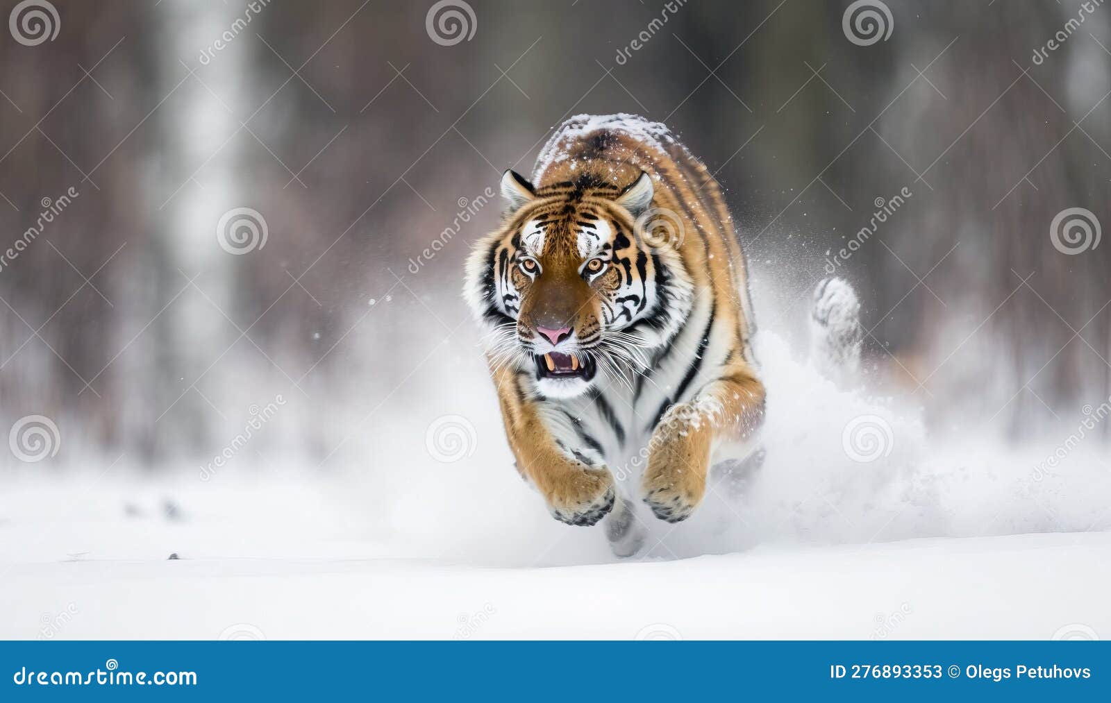 A Tiger Running through the Snow in a Forest with Trees in the ...