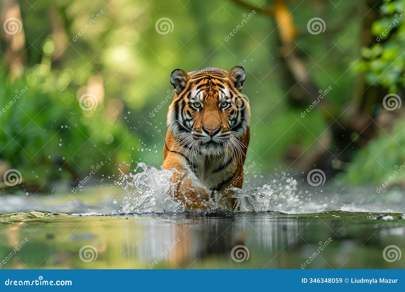 Tiger is Running through a Stream of Water. Stock Image - Image of wild ...