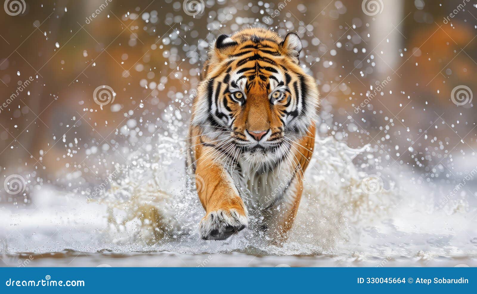 Tiger Running through Water Stock Illustration - Illustration of ...