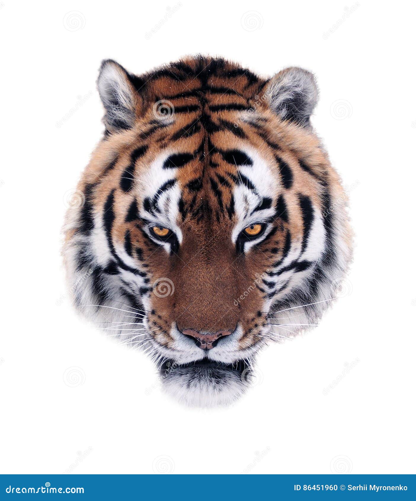 Tiger`s Angry Face Isolated at White Stock Photo - Image of king ...