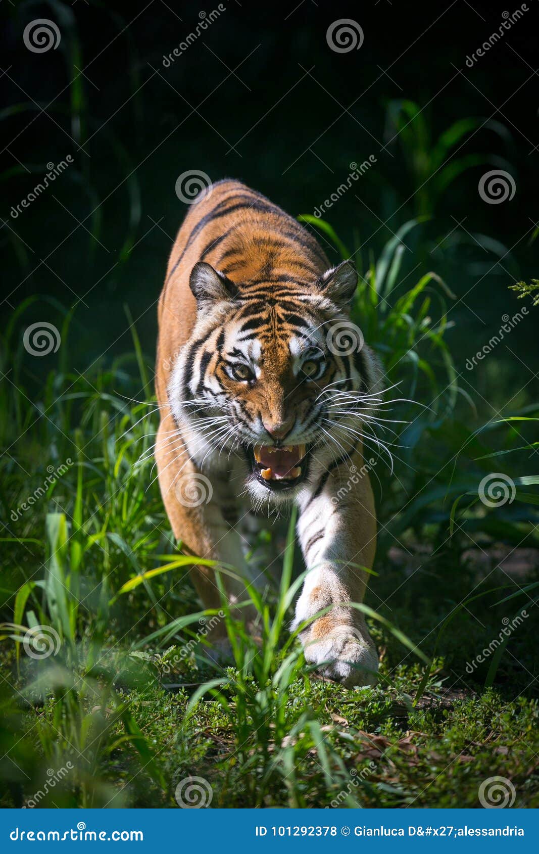 Tiger`s attack stock photo. Image of attack, visit, hunting - 101292378