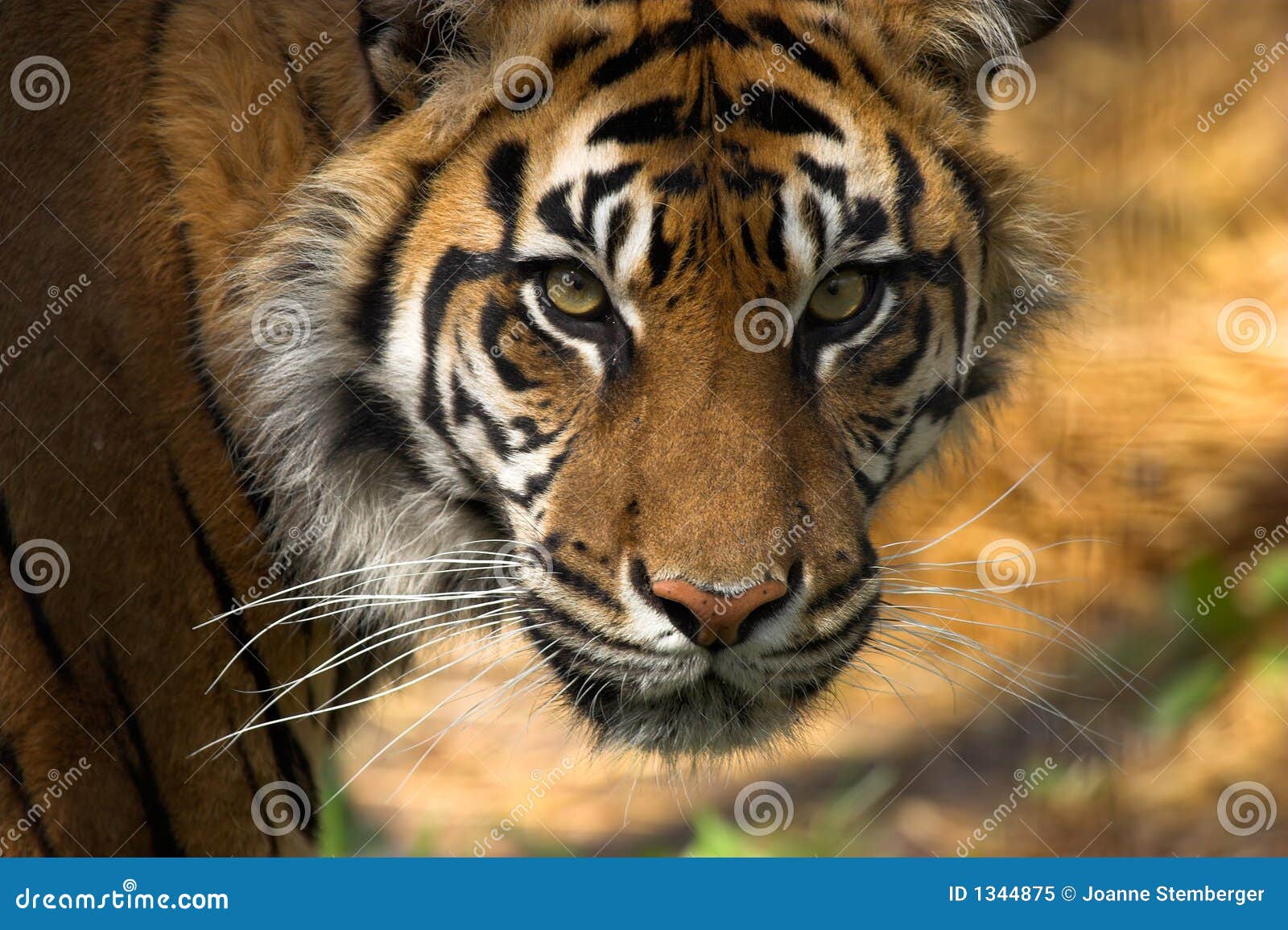 Tiger s face stock image. Image of kill, paws, jaws, tiger - 1344875