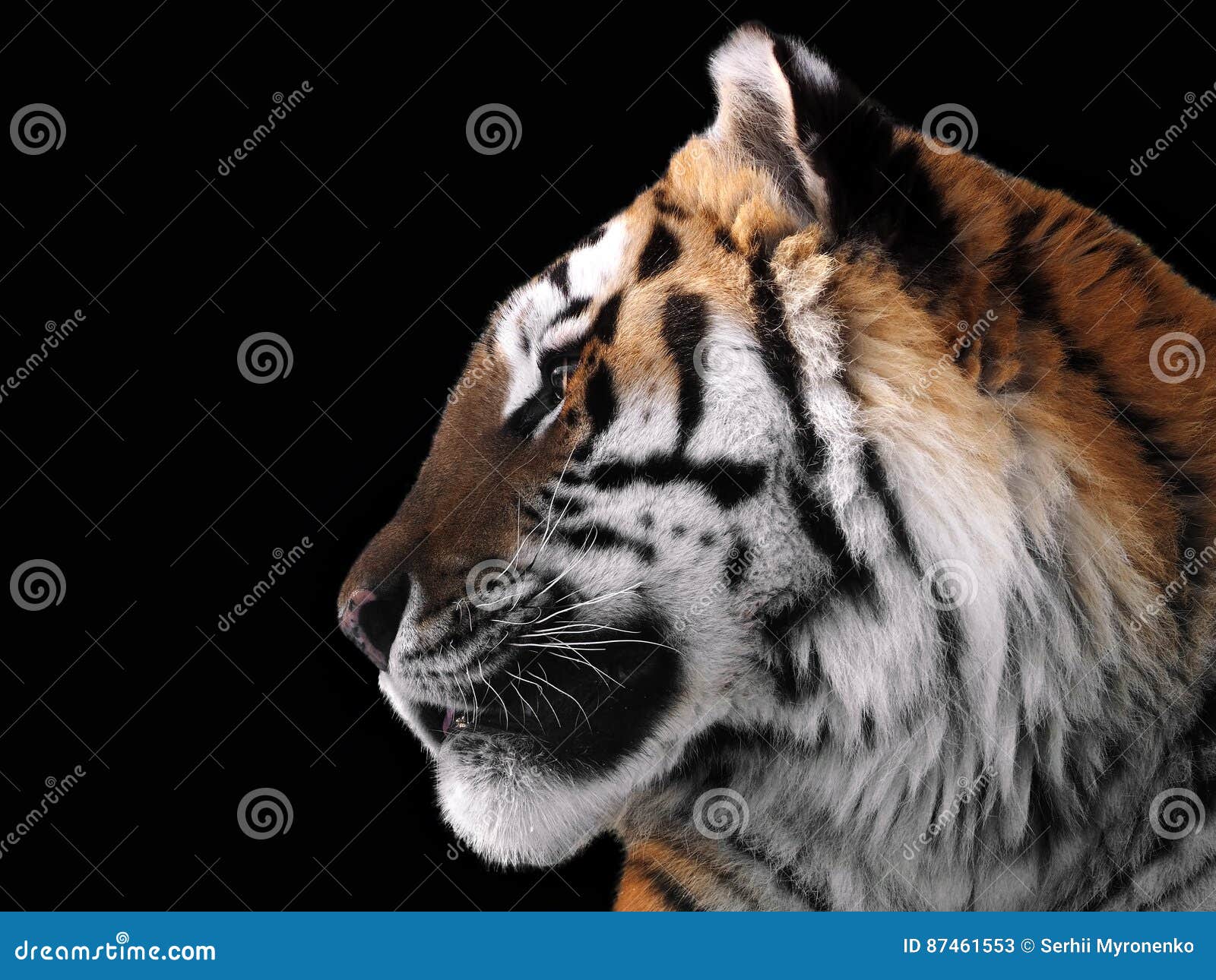 Tiger Face Profile