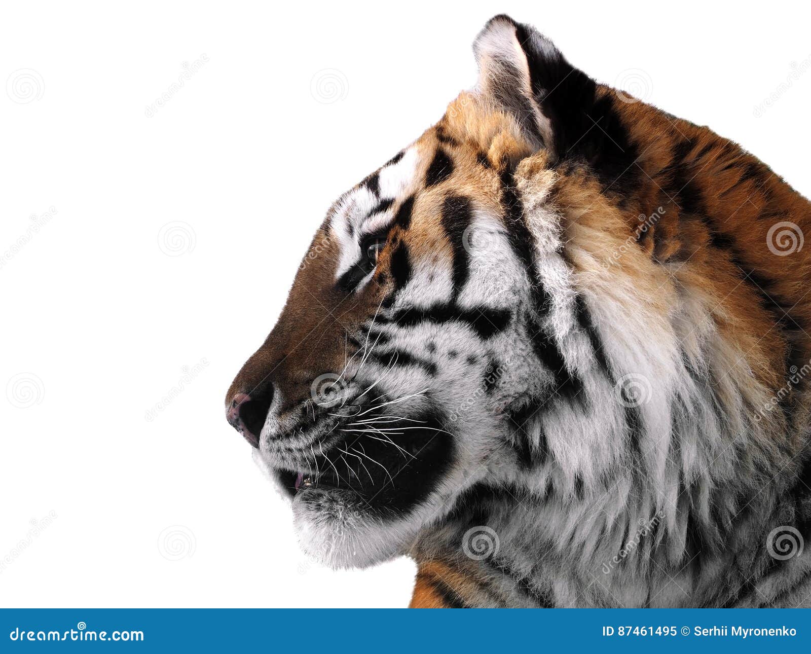 Tiger`s Face Close Up Isolated at White Profile Stock Image - Image of ...