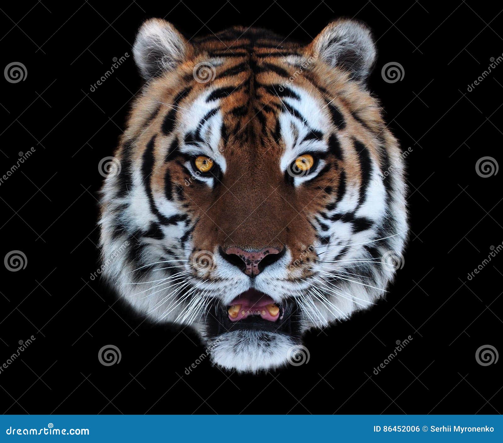 Tiger Face Paint Stock Image | CartoonDealer.com #48306421