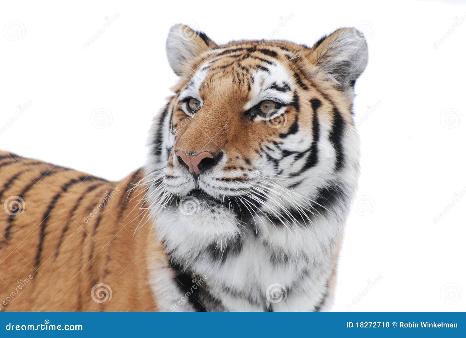 Tiger s gaze stock photo. Image of stares, starring, gaze - 18272710