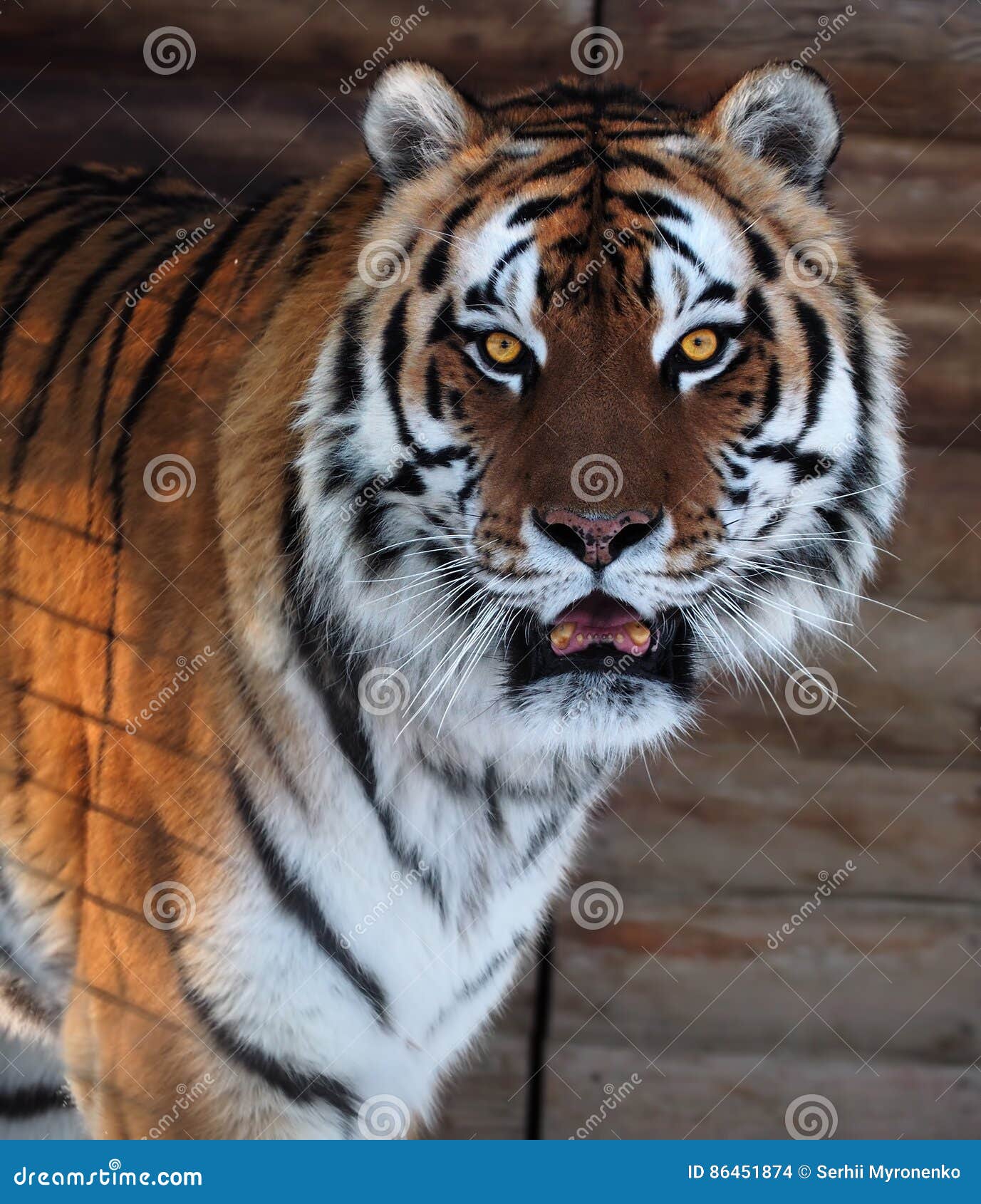 Tiger Gesicht Stockfotos und Bilder - Laden Sie 19,522 lizenzfreie ...