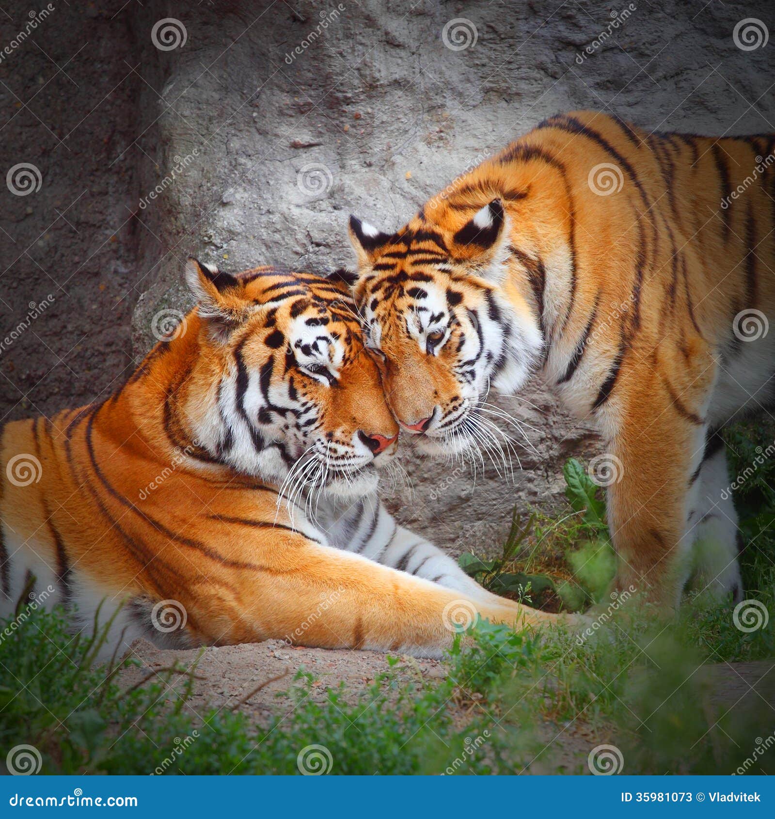 The Tiger s love. stock image. Image of natural, friendship - 35981073