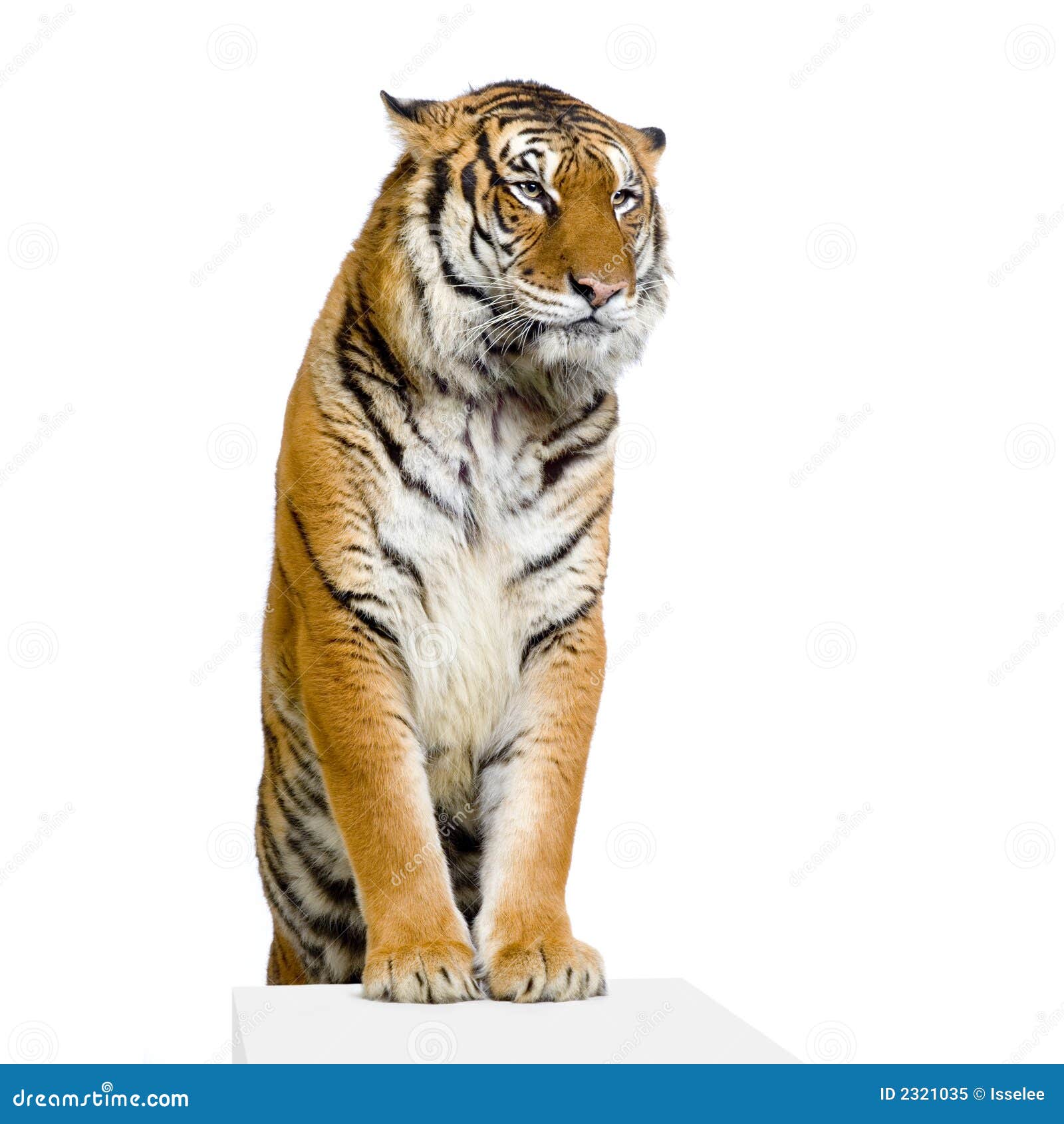 Tiger s posing stock image. Image of striped, shot, predator - 2321035