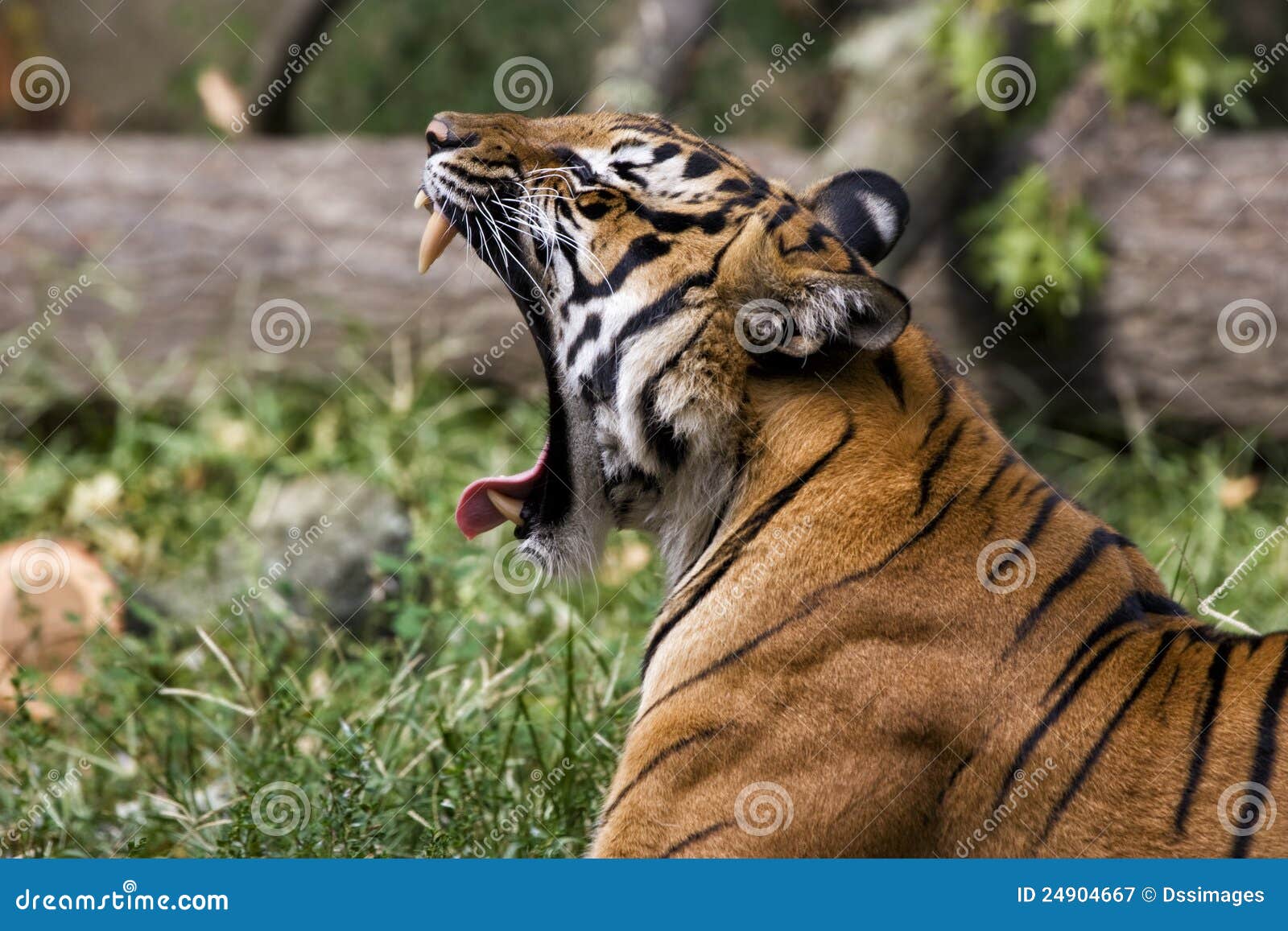 Tiger s Roar stock image. Image of expression, mouth - 24904667