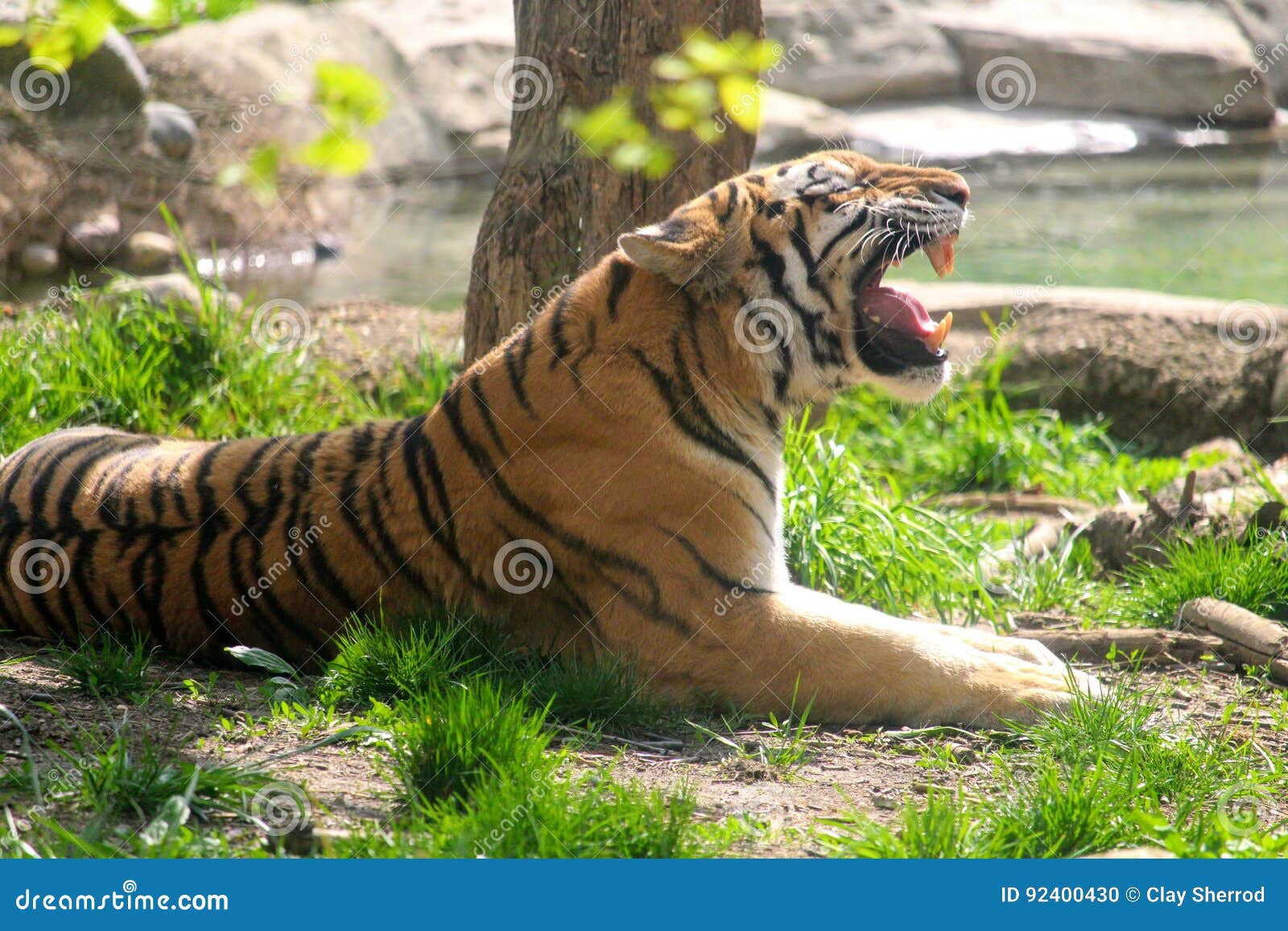 A Tiger`s Roar stock photo. Image of waterbackground - 92400430