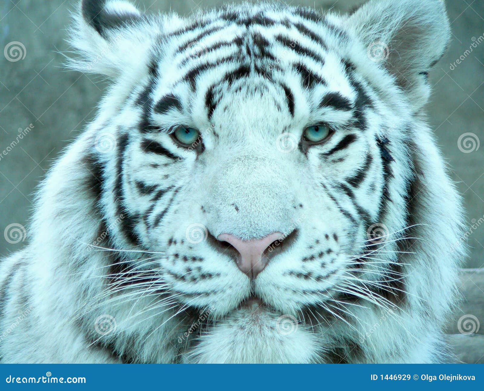 Tiger s sight stock image. Image of creature, legend, attack - 1446929