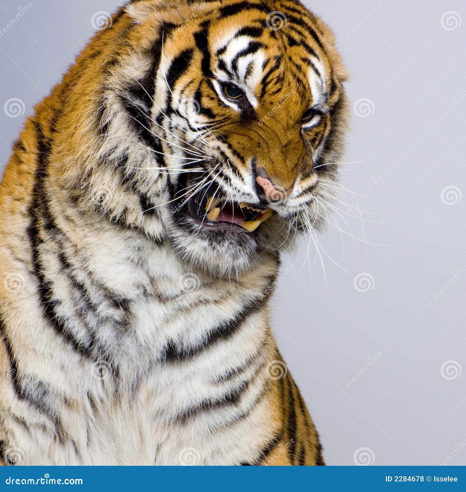 Tiger Snarling