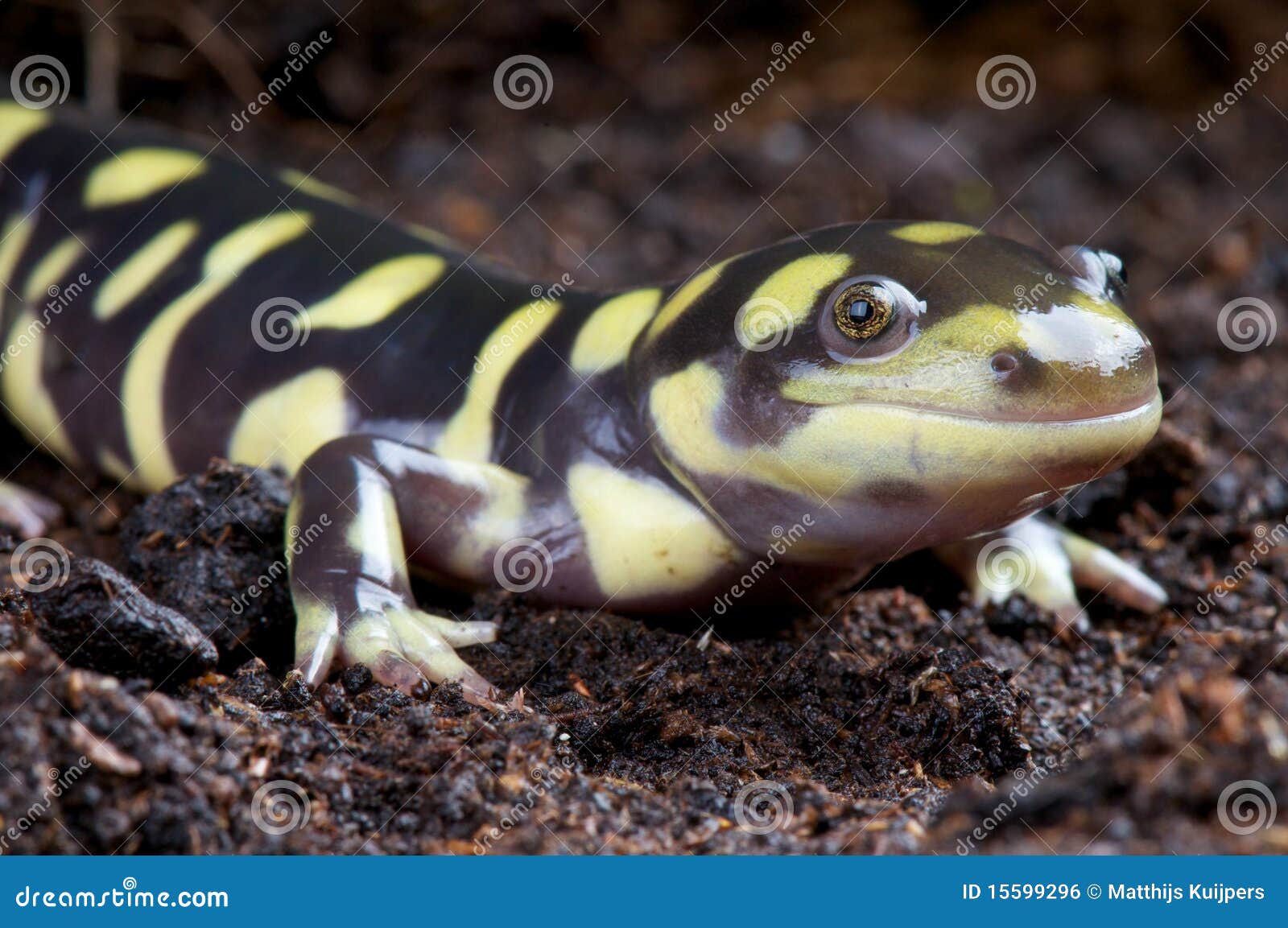 Tiger salamander stock photo. Image of salamander, tiger - 15599296
