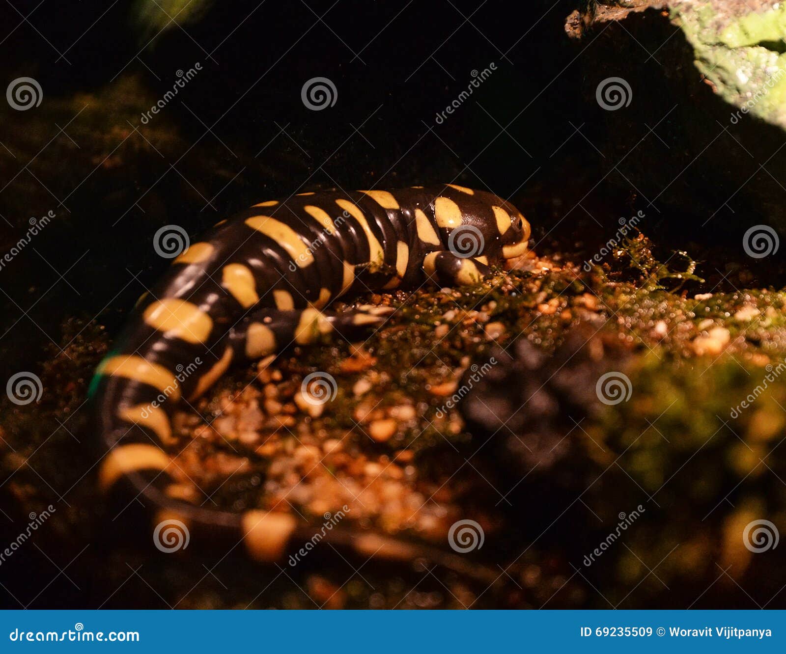 Tiger salamander stock image. Image of wildlife, predator - 69235509