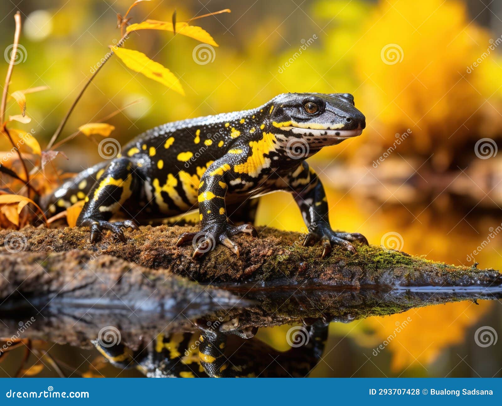 Ai Generated Illustration Wildlife Concept of Tiger Salamander Stock ...