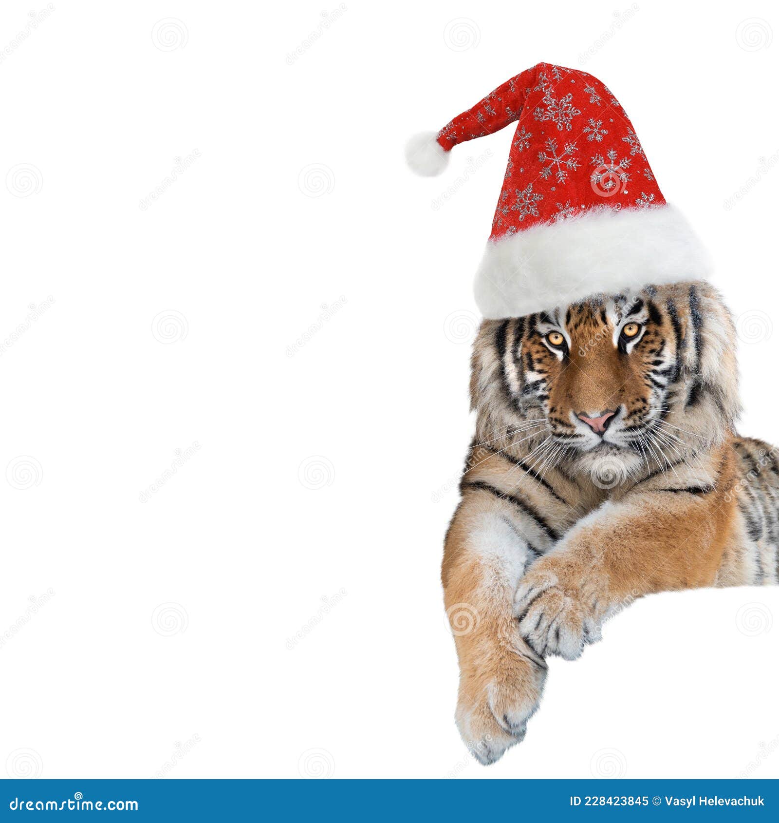 Tiger in Santa Claus Cap Isolated on White Stock Image - Image of ...