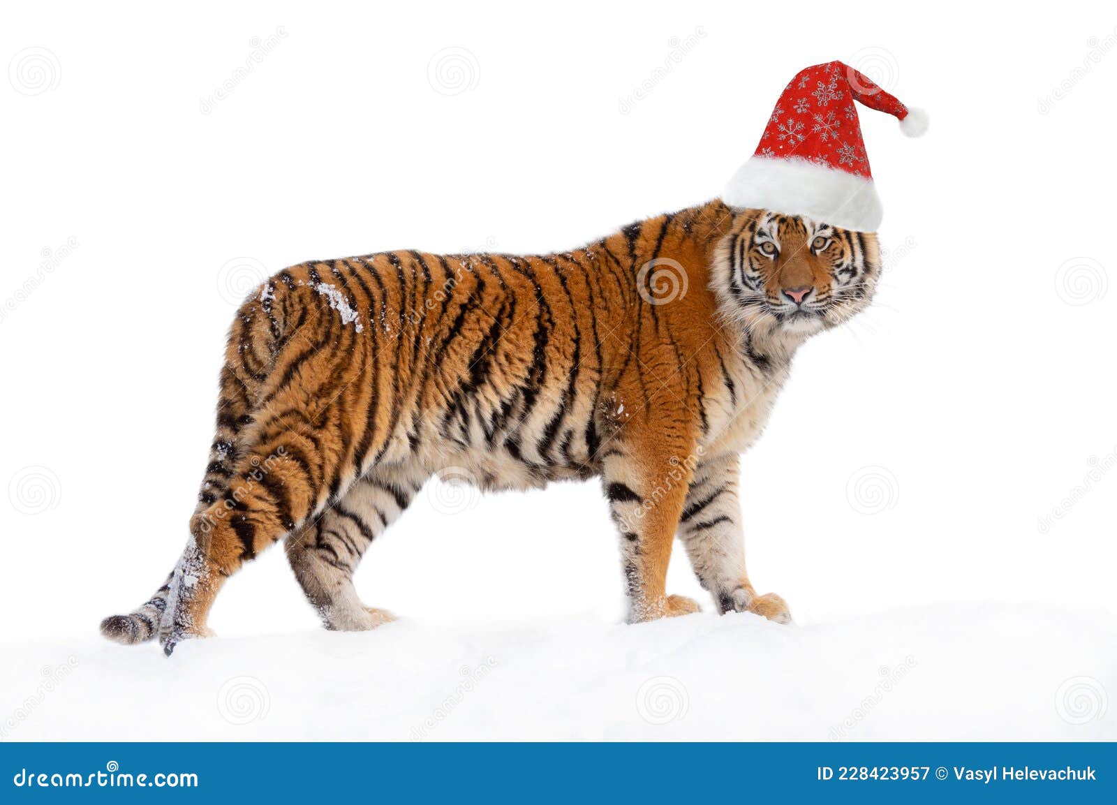 Tiger in Santa Claus Cap Isolated on White Stock Image - Image of ...