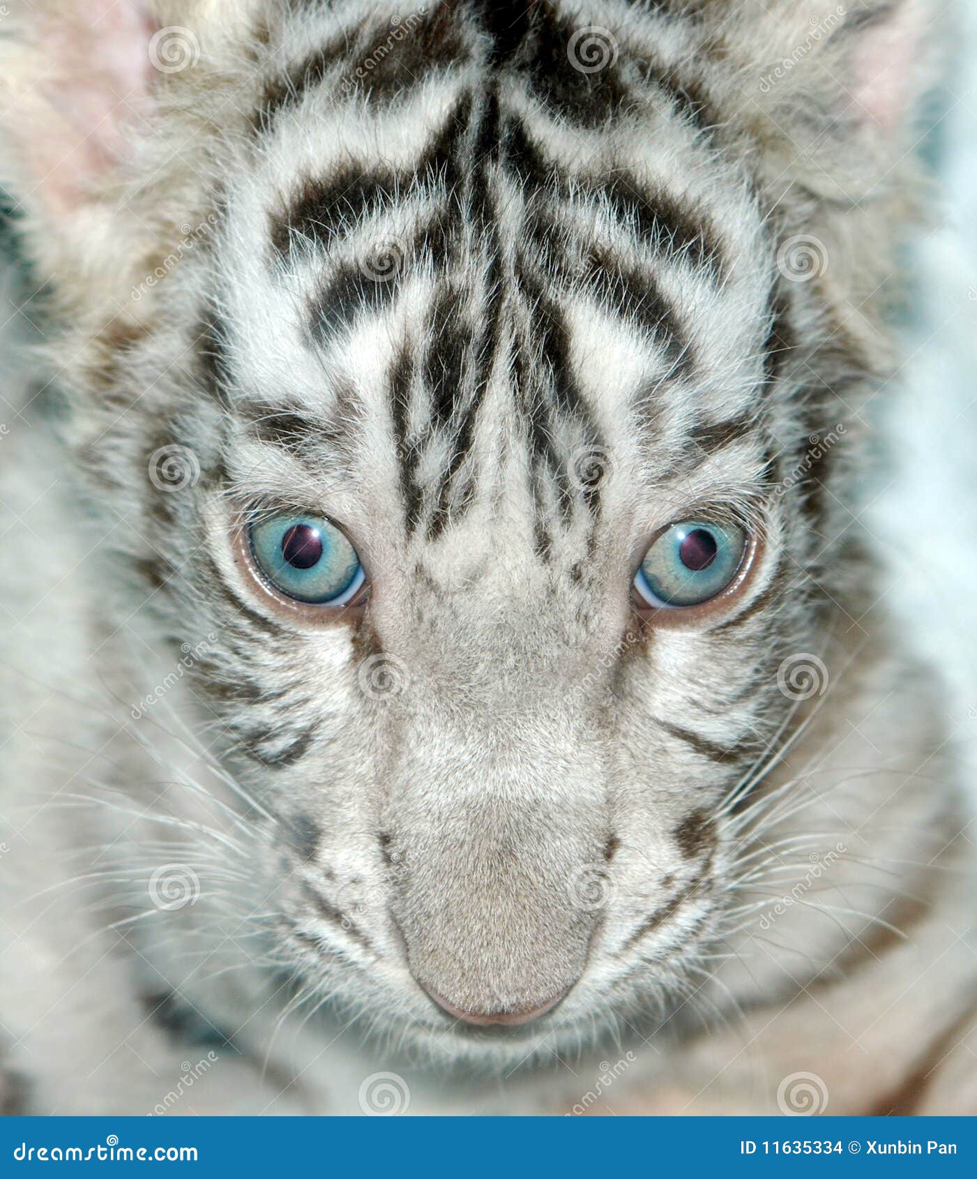 Tiger scare stock photo. Image of carnivore, looking - 11635334