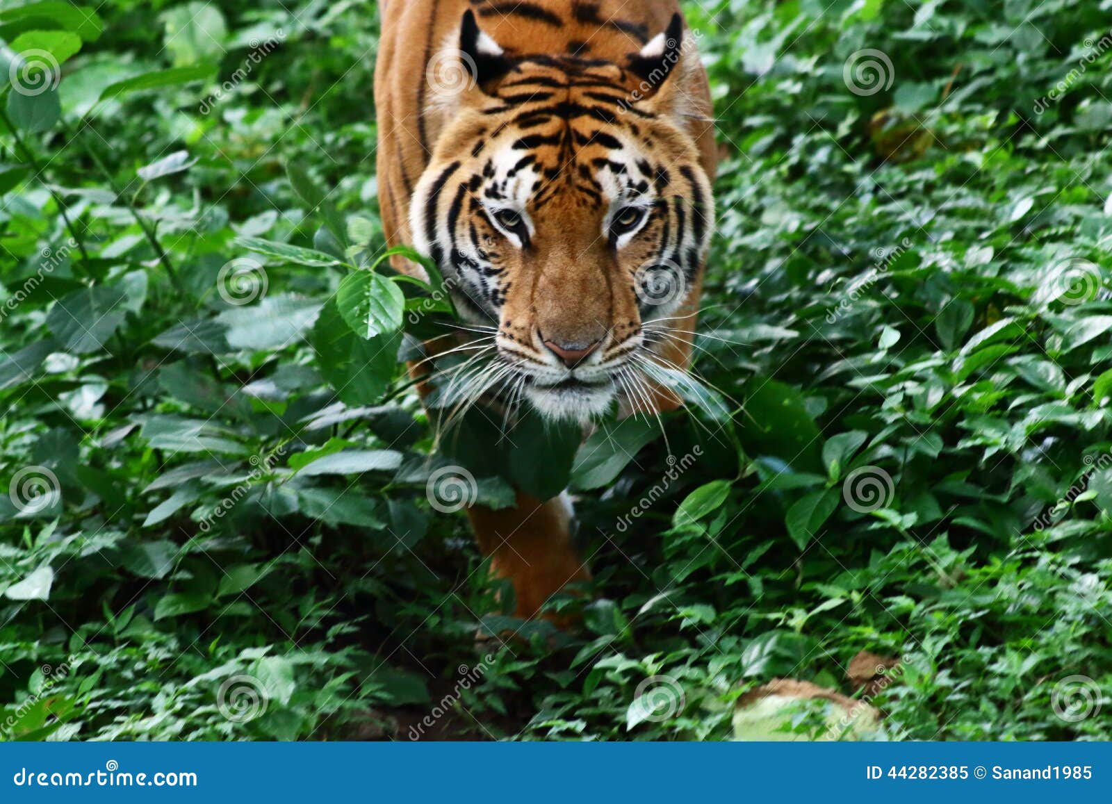 Tiger stock image. Image of looking, green, fierce, tiger - 44282385
