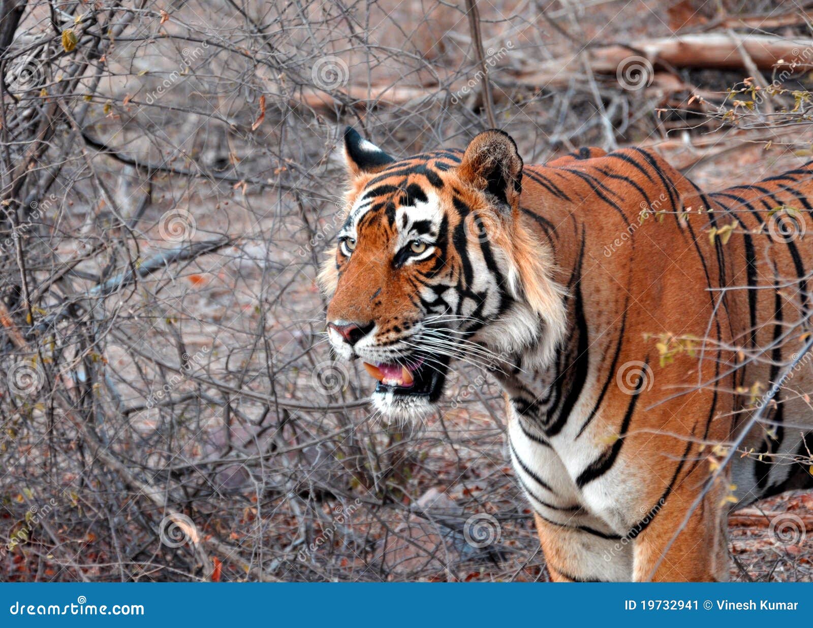 Tiger: in search of prey stock image. Image of aggression - 19732941