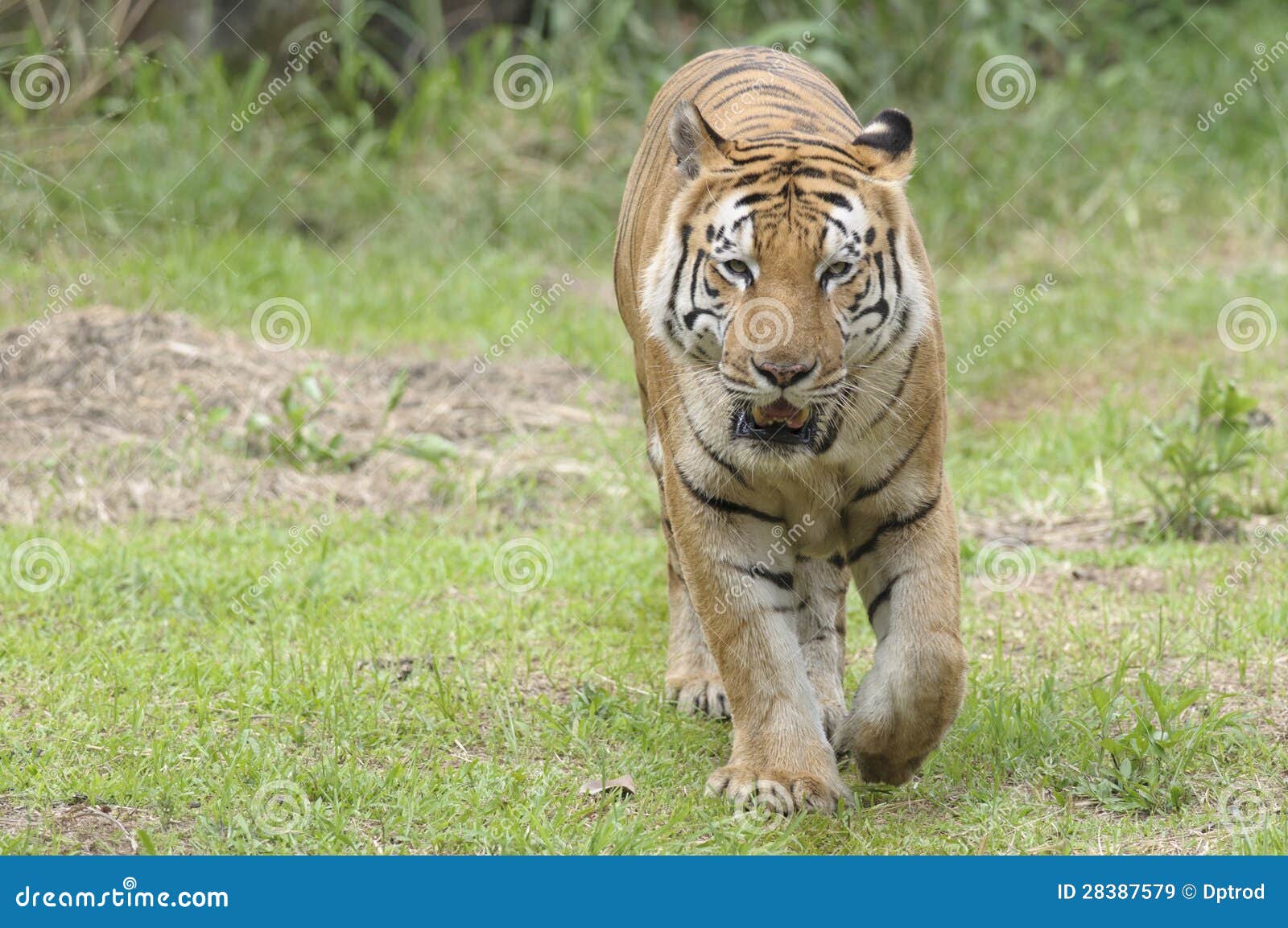 Tiger searching for food stock image. Image of endangered - 28387579