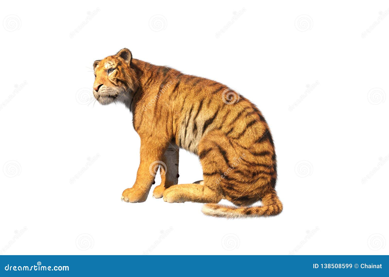 Tiger Seated Looking Left Isolated on White Stock Illustration ...